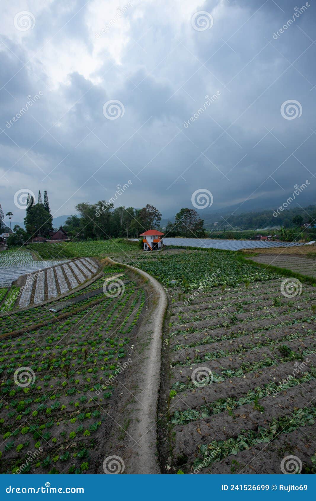 Sumatera Mountain & Rice Field Stock Image - Image of west ...