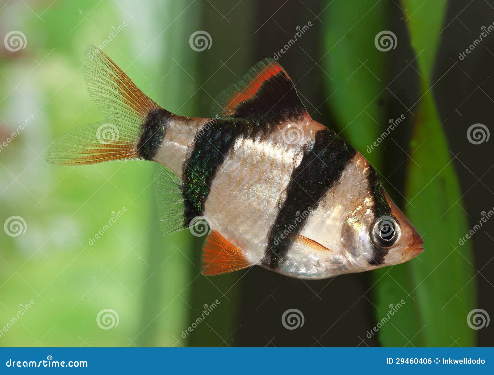 Sumatra Barb. Aquarium Fish Stock Photo - Image of animal, plant: 29460406
