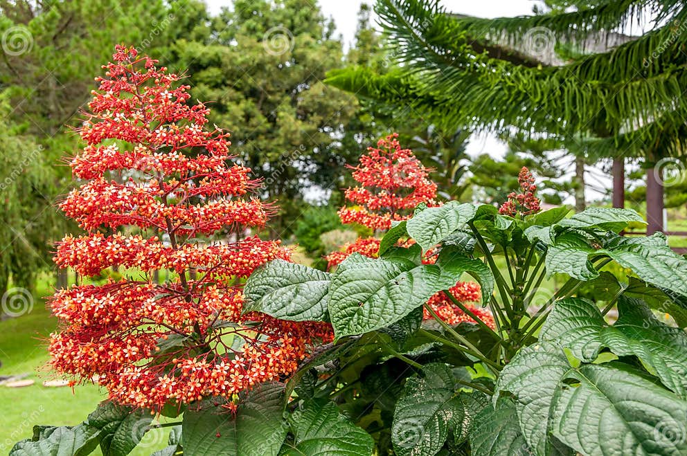 Sumatra Flowers stock image. Image of hiking, nature - 31776593