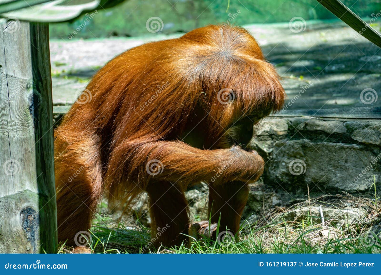Primate in a zoo stock image. Image of nature, natural - 161219137