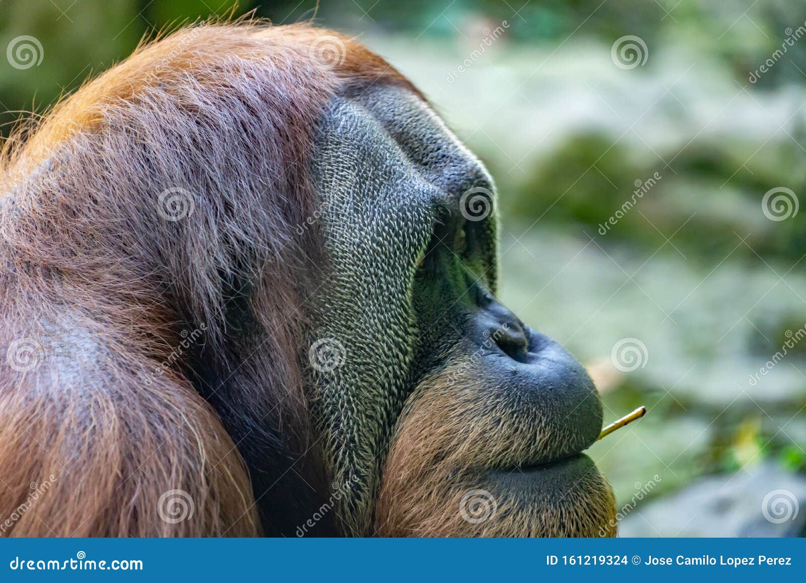 Primate in a zoo stock photo. Image of fauna, beauty - 161219324