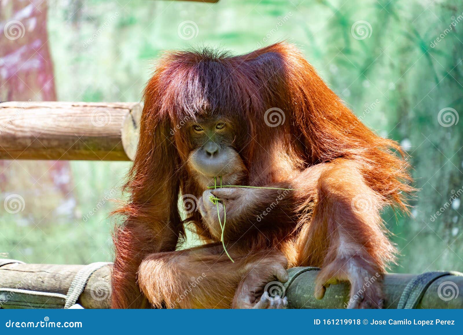 Primate in a zoo stock photo. Image of orange, monkey - 161219918