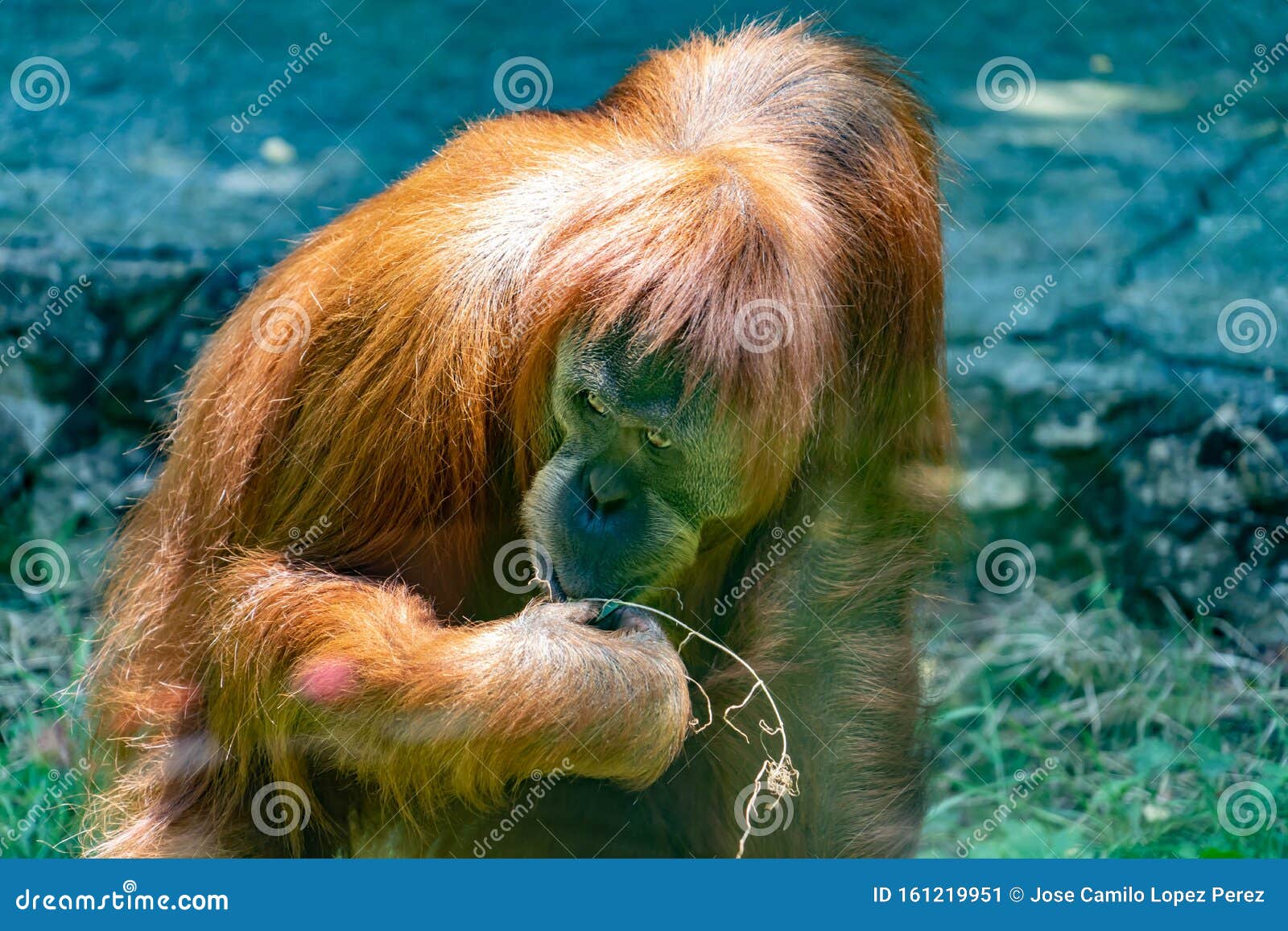 Primate in a zoo stock image. Image of marine, natural - 161219951