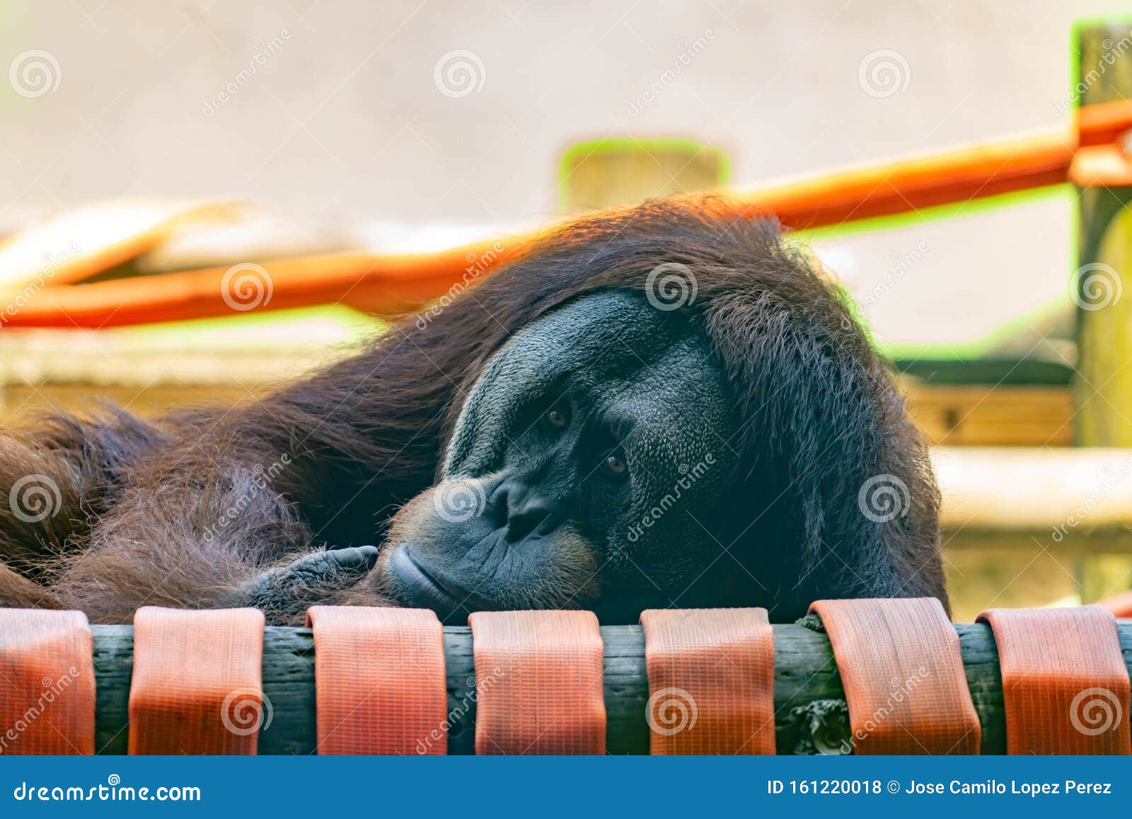 Primate in a zoo stock photo. Image of green, exotic - 161220018