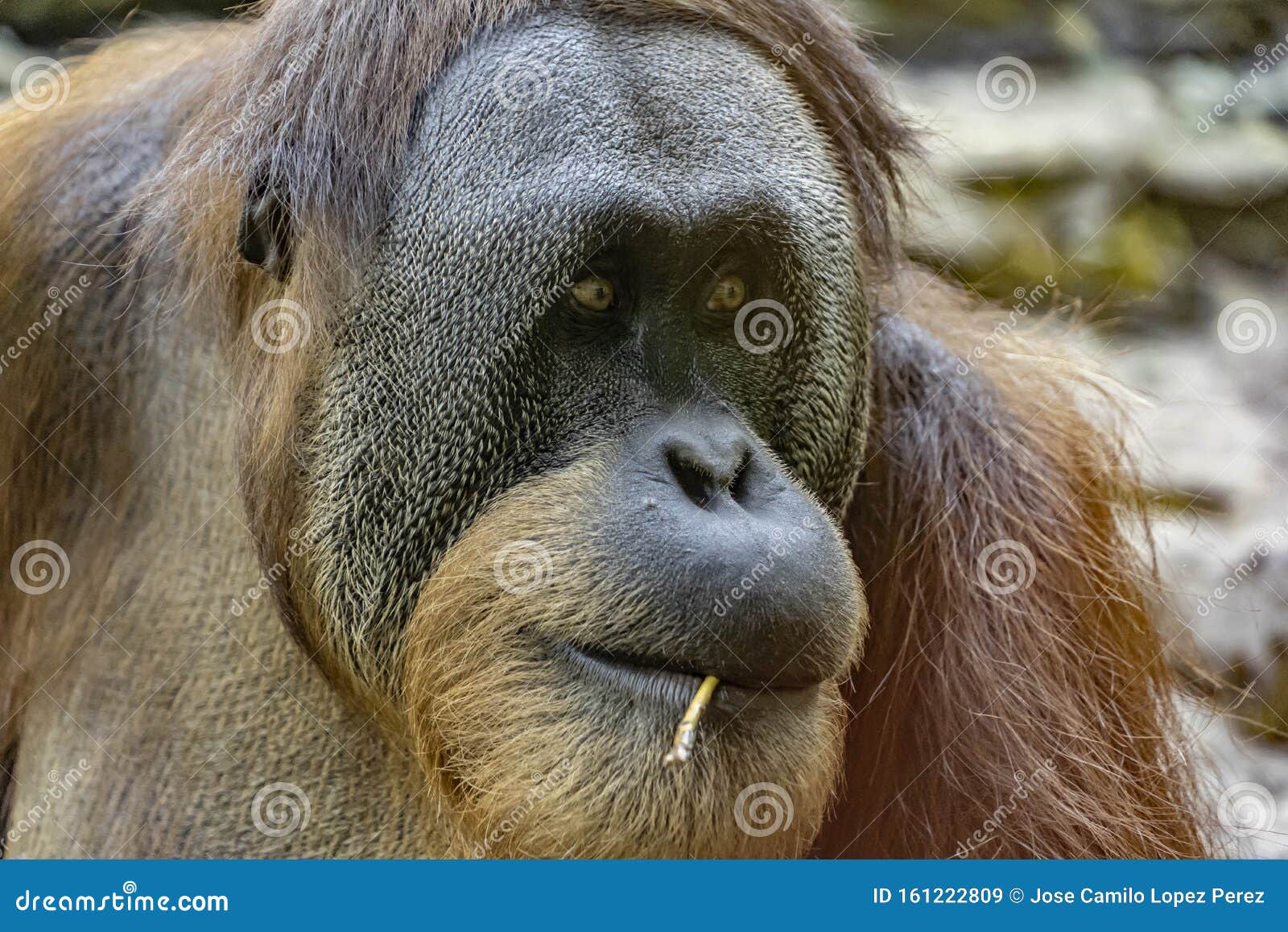 Primate in a zoo stock image. Image of forest, mammal - 161222809