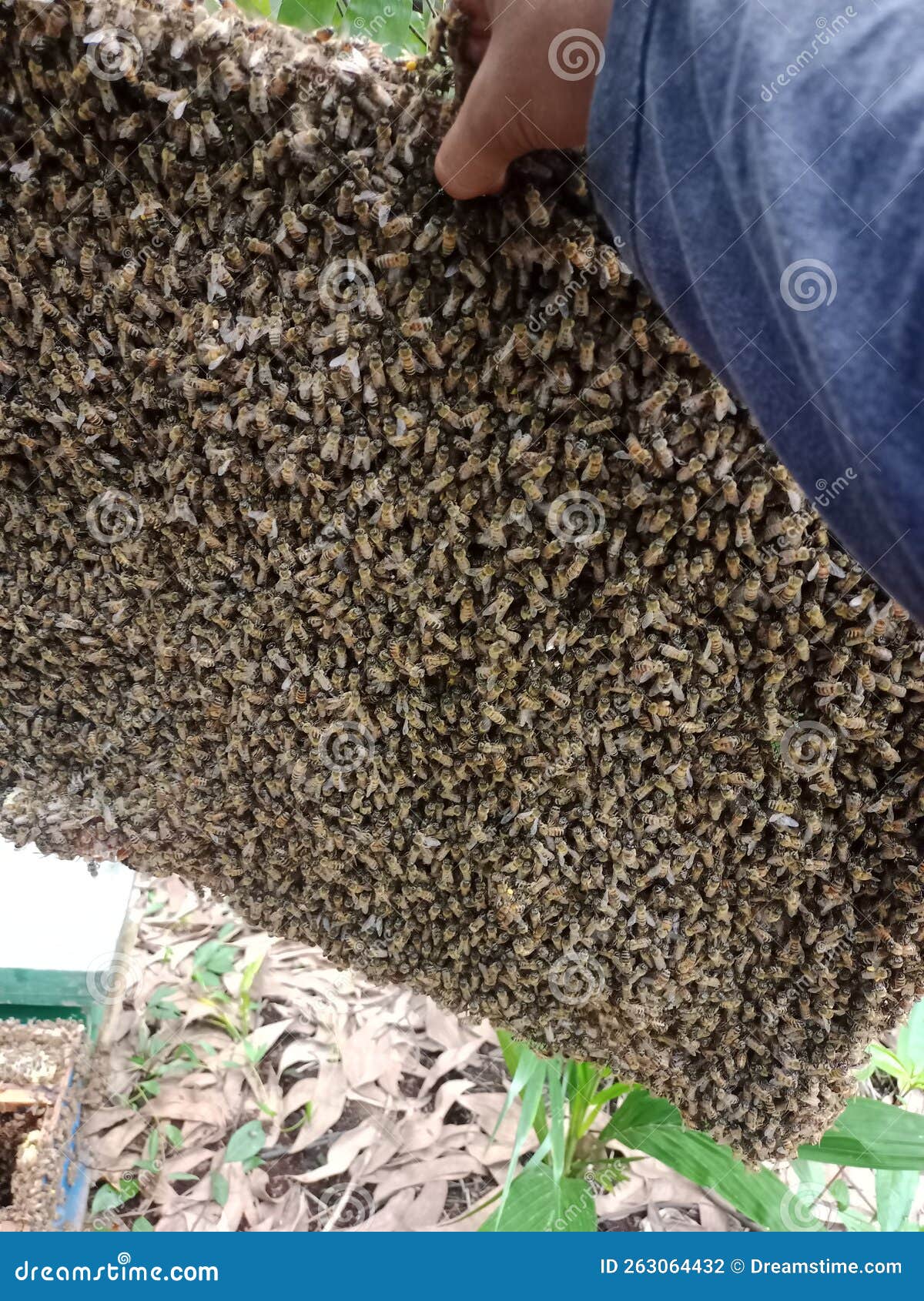 Sumatran bee farmer stock photo. Image of honey, bees - 263064432