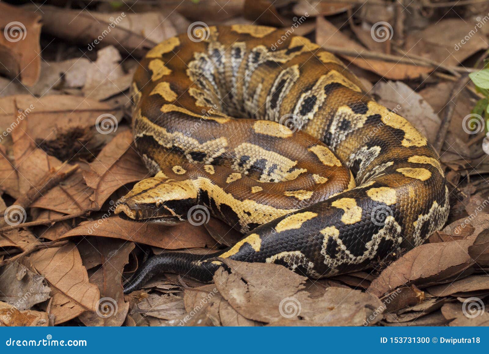 Sumatran Blood Python / Python Brongersmai Stock Photo - Image of ...