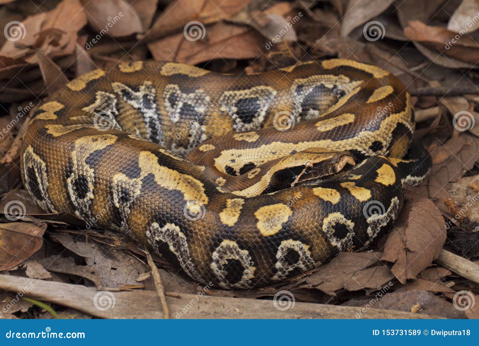 Sumatran Blood Python / Python Brongersmai Stock Image - Image of ...