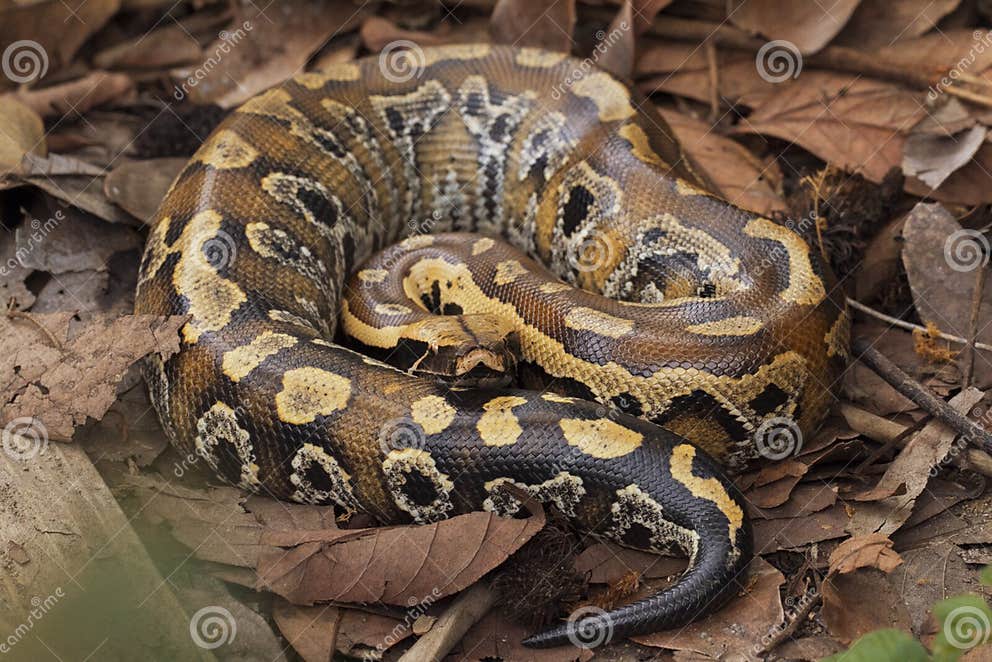 Sumatran Blood Python / Python Brongersmai Stock Photo - Image of ...