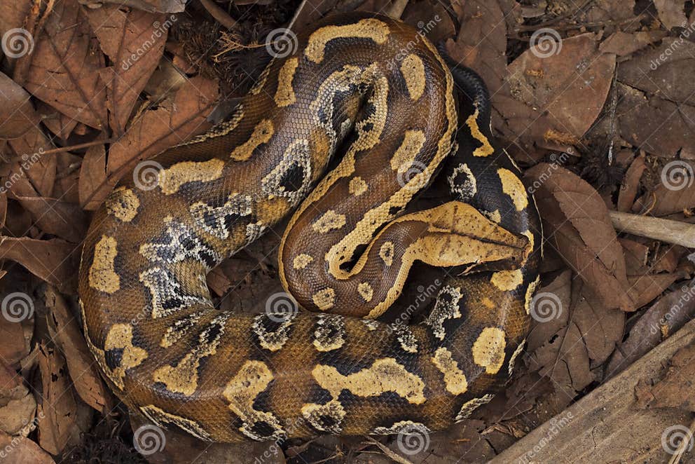 Sumatran Blood Python / Python Brongersmai Stock Photo - Image of ...