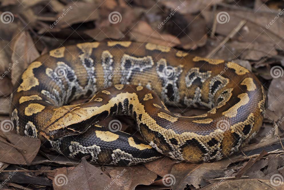 Sumatran Blood Python / Python Brongersmai Stock Photo - Image of ...