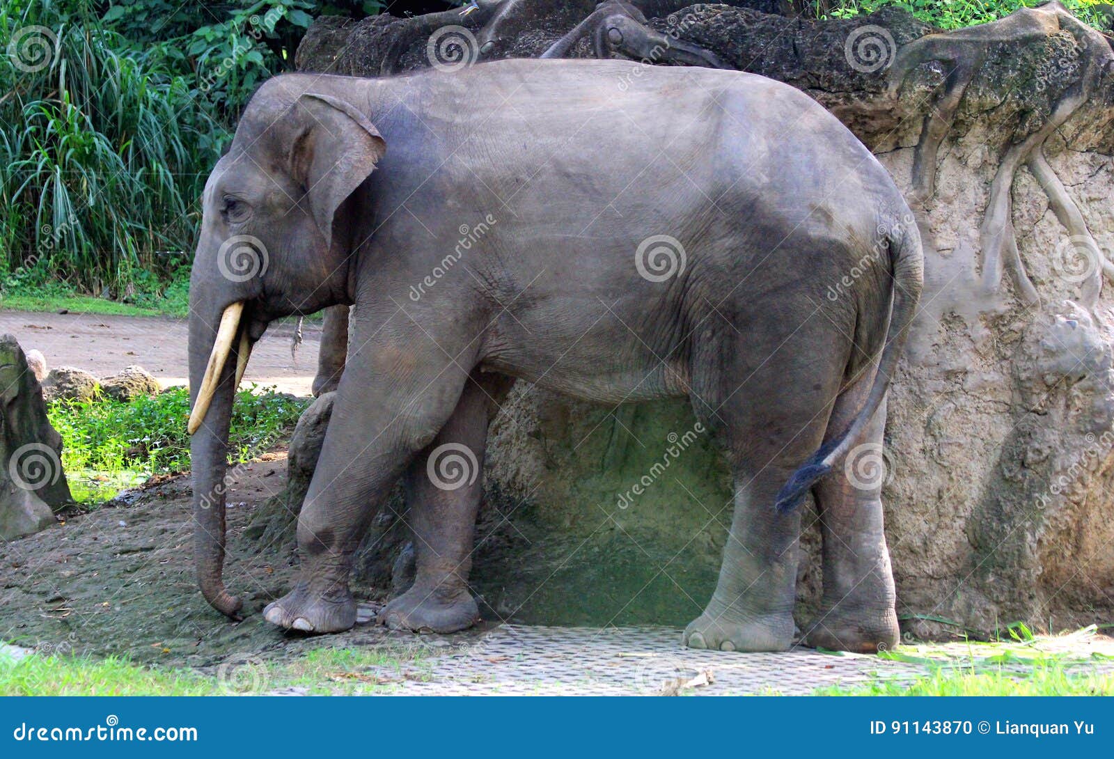 Sumatran elephant stock photo. Image of long, malaysia - 91143870
