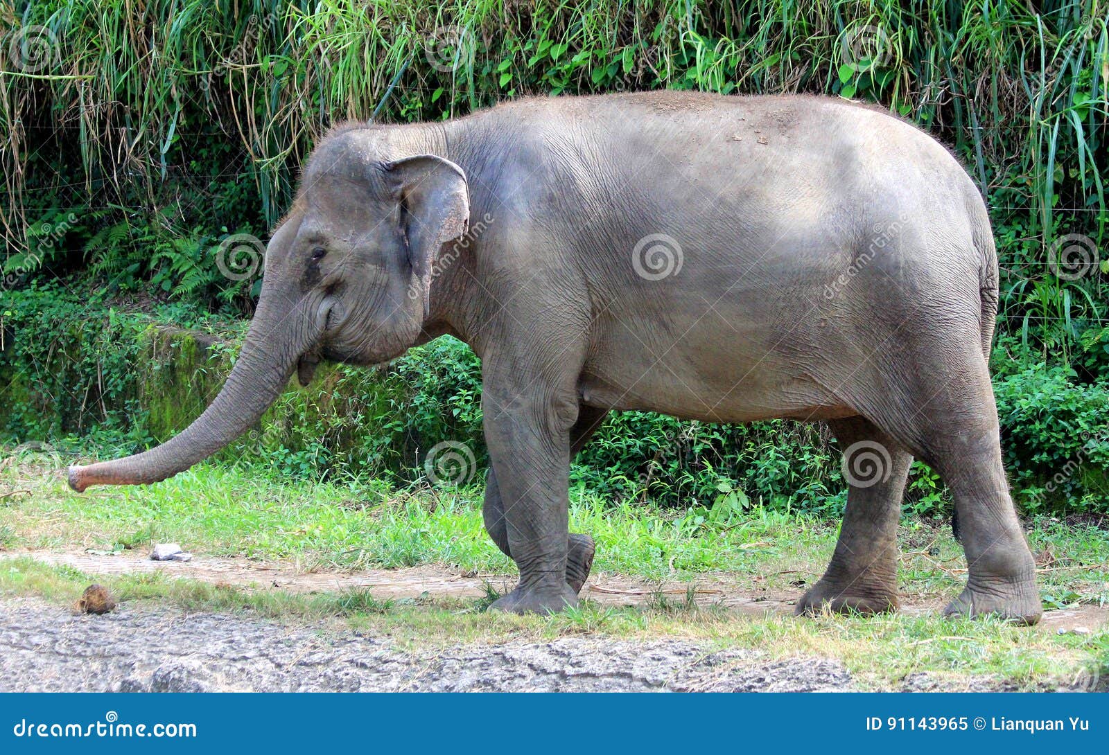 Sumatran elephant stock image. Image of nose, malaysia - 91143965