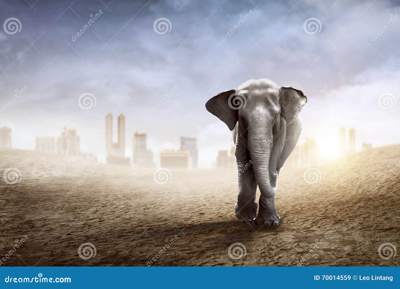 Sumatran Elephant Walk on the Desert Stock Image - Image of heat ...