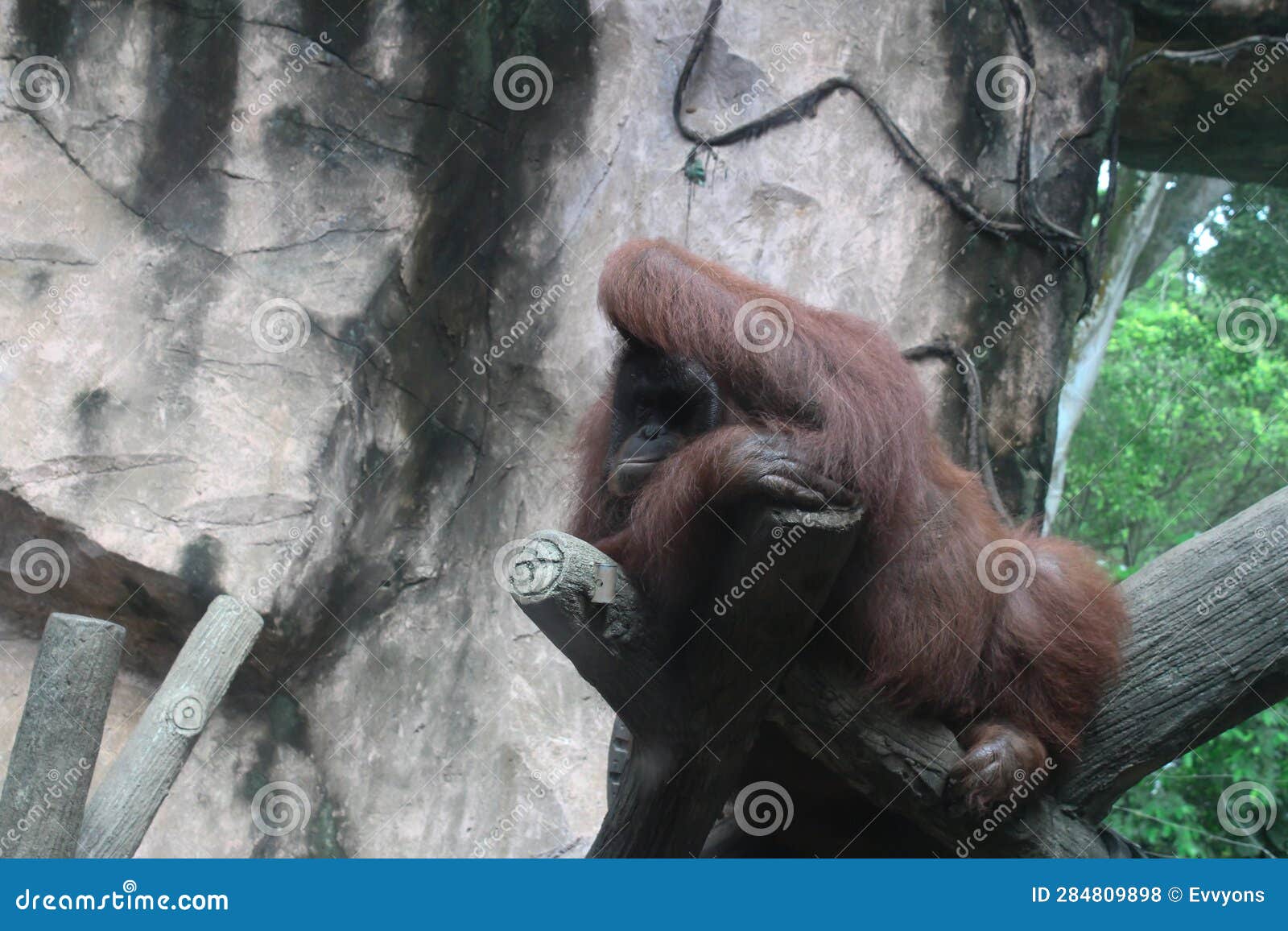 Sumatran Forest People are Relaxing in an Artificial Tree Stock Photo ...