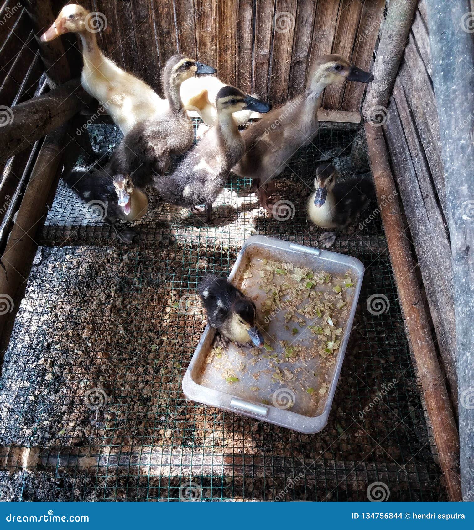 Eight ducklings stock photo. Image of local, eight, ducklings - 134756844