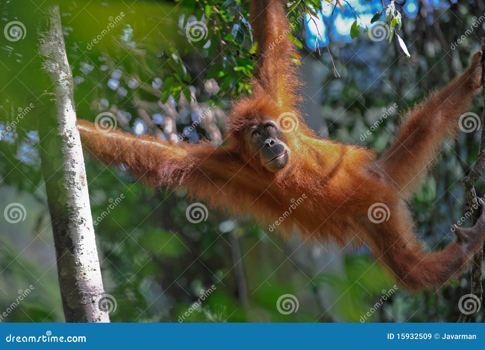143 Sumatran Red Tree Photos - Free & Royalty-Free Stock Photos from ...