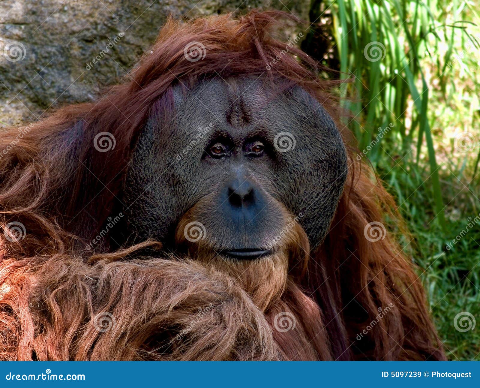 Sumatran Orangutan stock image. Image of wild, mammals - 5097239