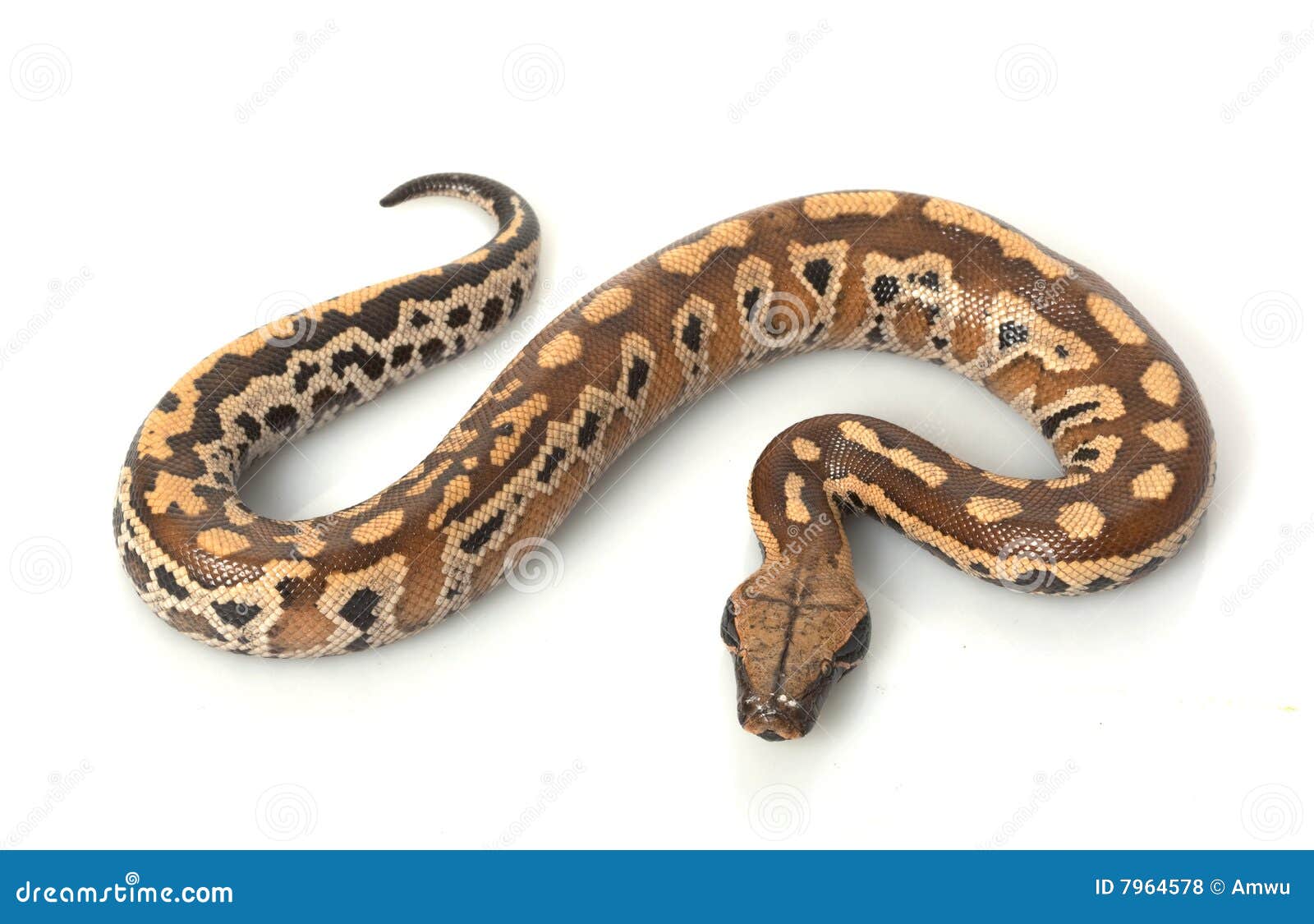 Sumatran Red Blood Python stock photo. Image of reptile - 7964578