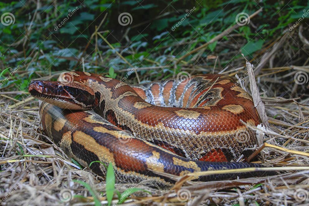 Sumatran Red Blood Python / Python Brongersmai Stock Photo - Image of ...