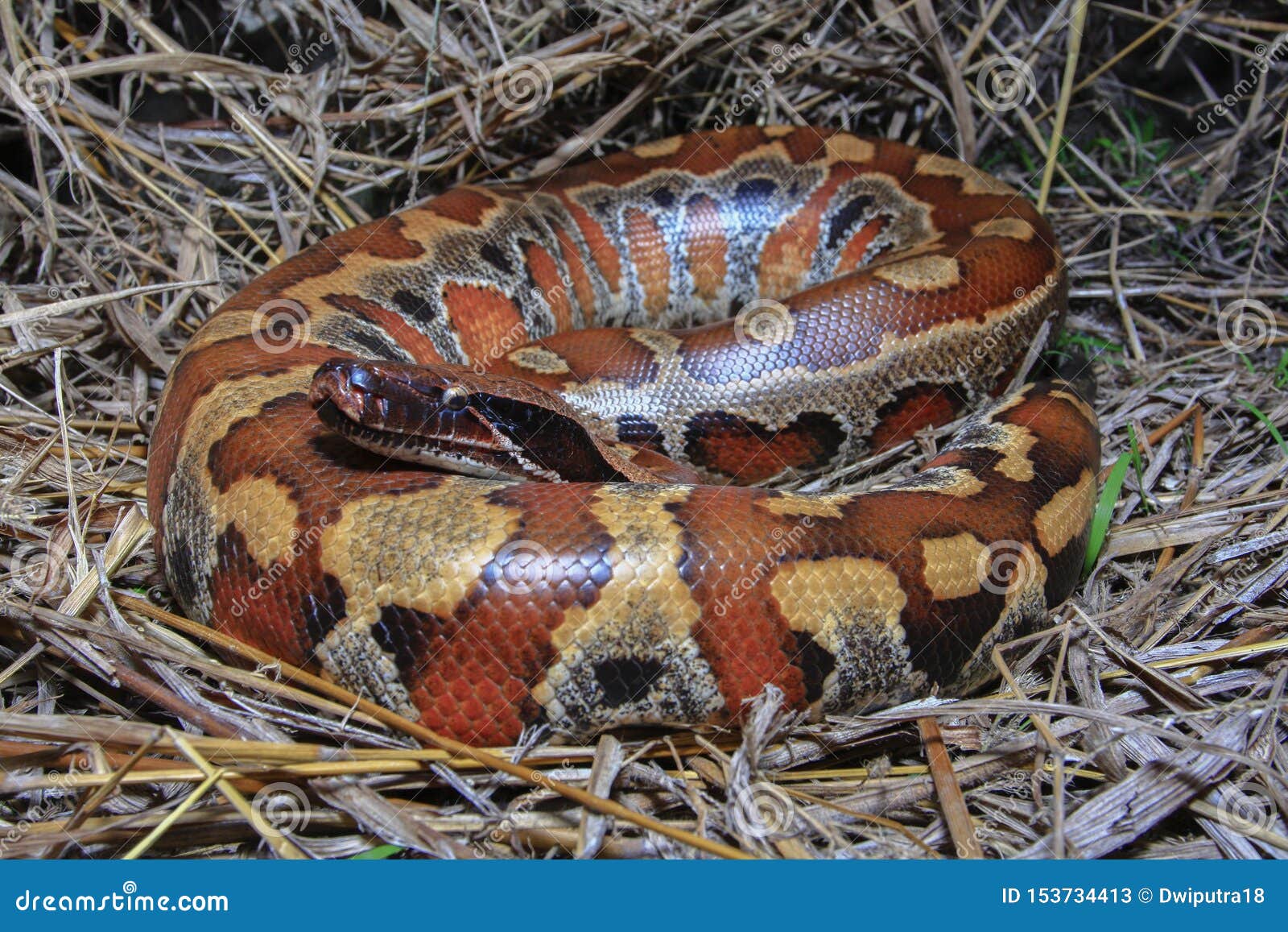 Sumatran Red Blood Python / Python Brongersmai Stock Image - Image of ...