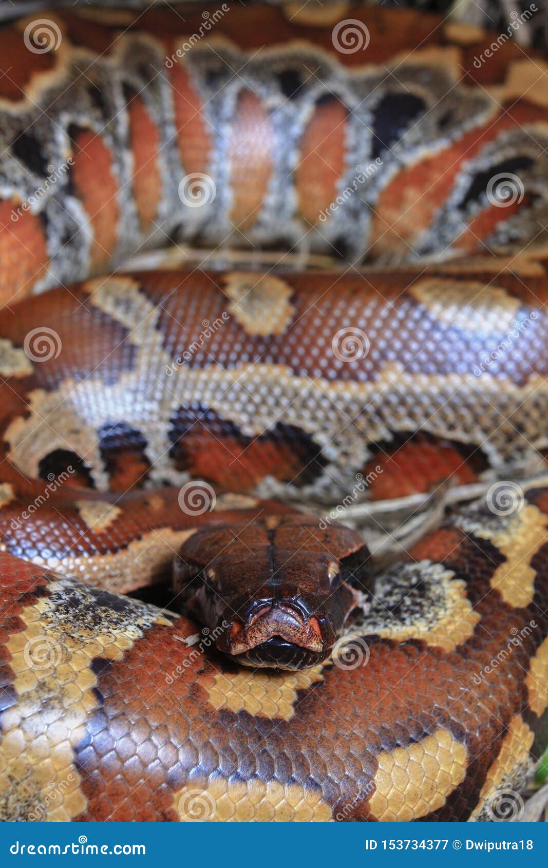 Sumatran Red Blood Python / Python Brongersmai Stock Image - Image of ...