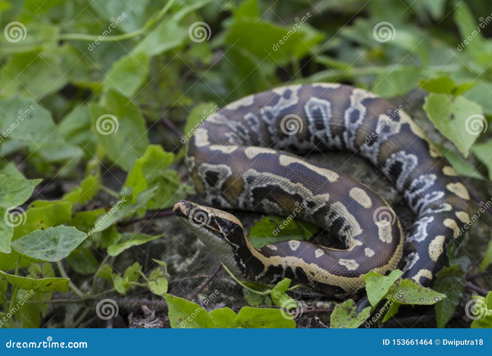 Sumatran Red Blood Python Python Curtis Curtis Stock Photo - Image of ...