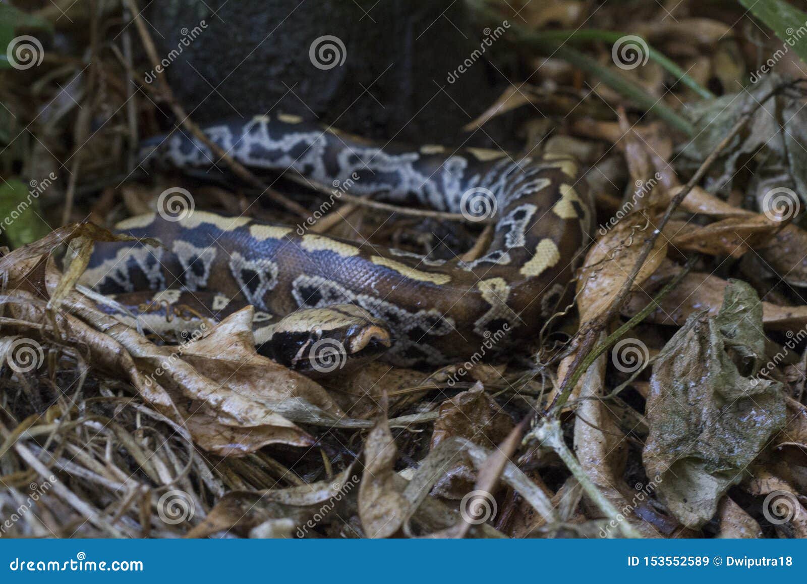 Sumatran Red Blood Python Python Curtis Curtis Stock Image - Image of ...