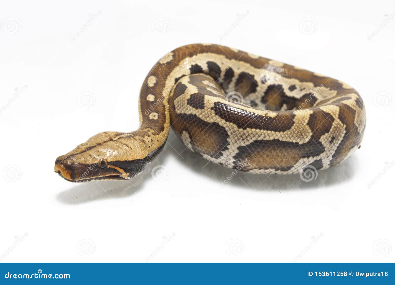 Sumatran Red Blood Python Python Curtis Curtis Stock Photo - Image of ...