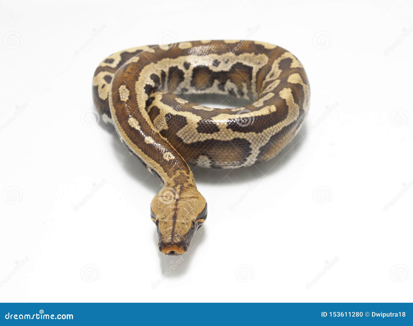 Sumatran Red Blood Python Python Curtis Curtis Stock Photo - Image of ...