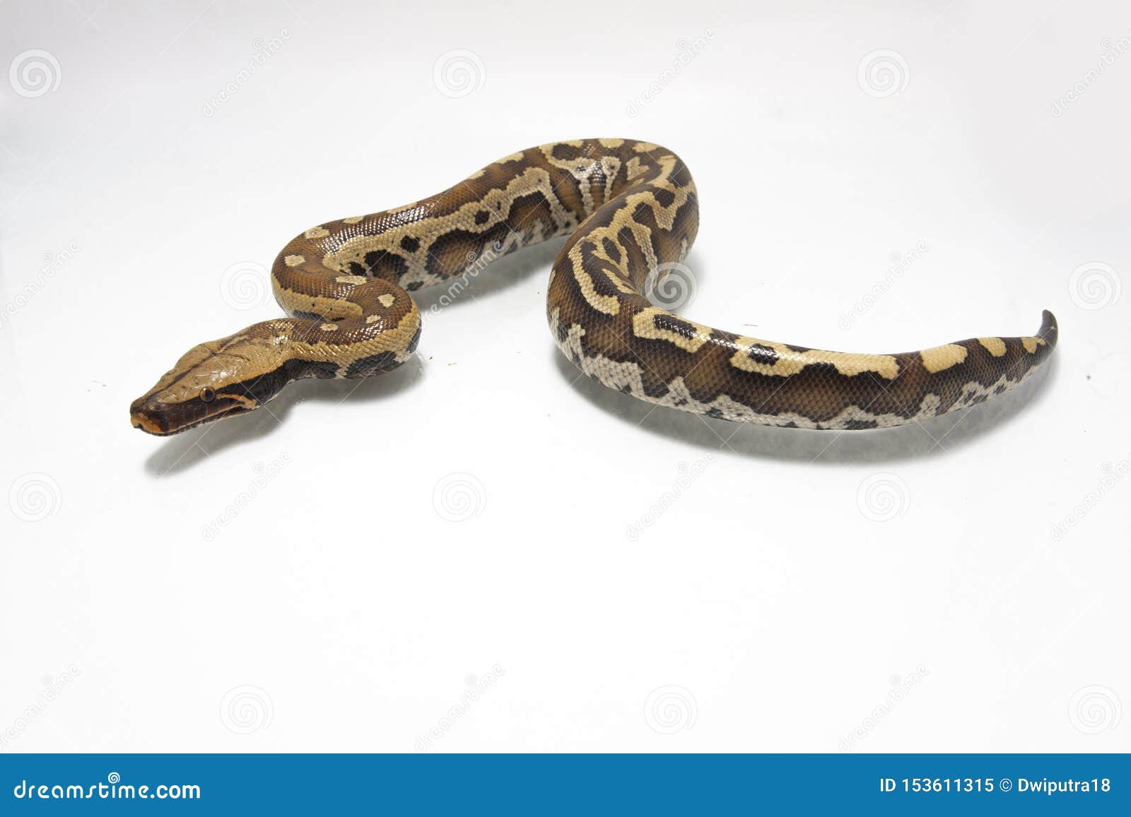Sumatran Red Blood Python Python Curtis Curtis Stock Image - Image of ...