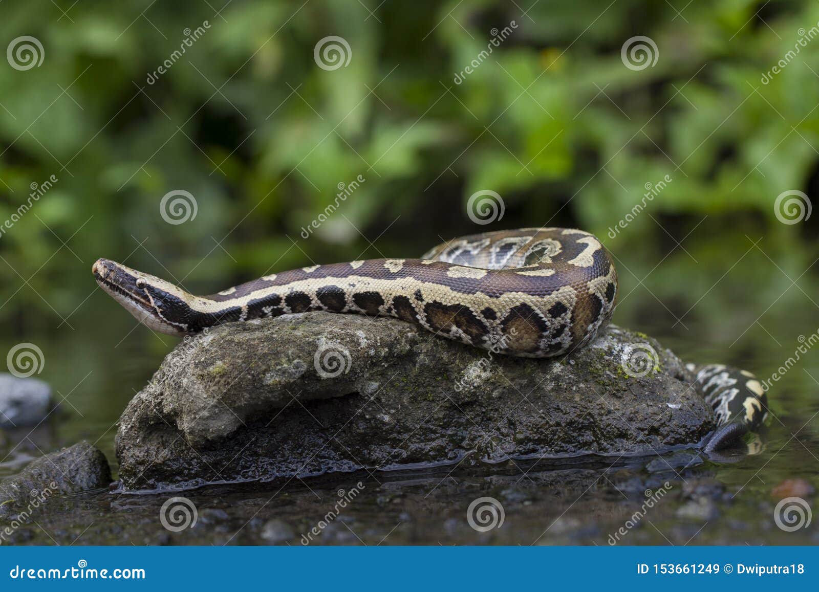 Sumatran Red Blood Python Python Curtis Curtis Stock Image - Image of ...