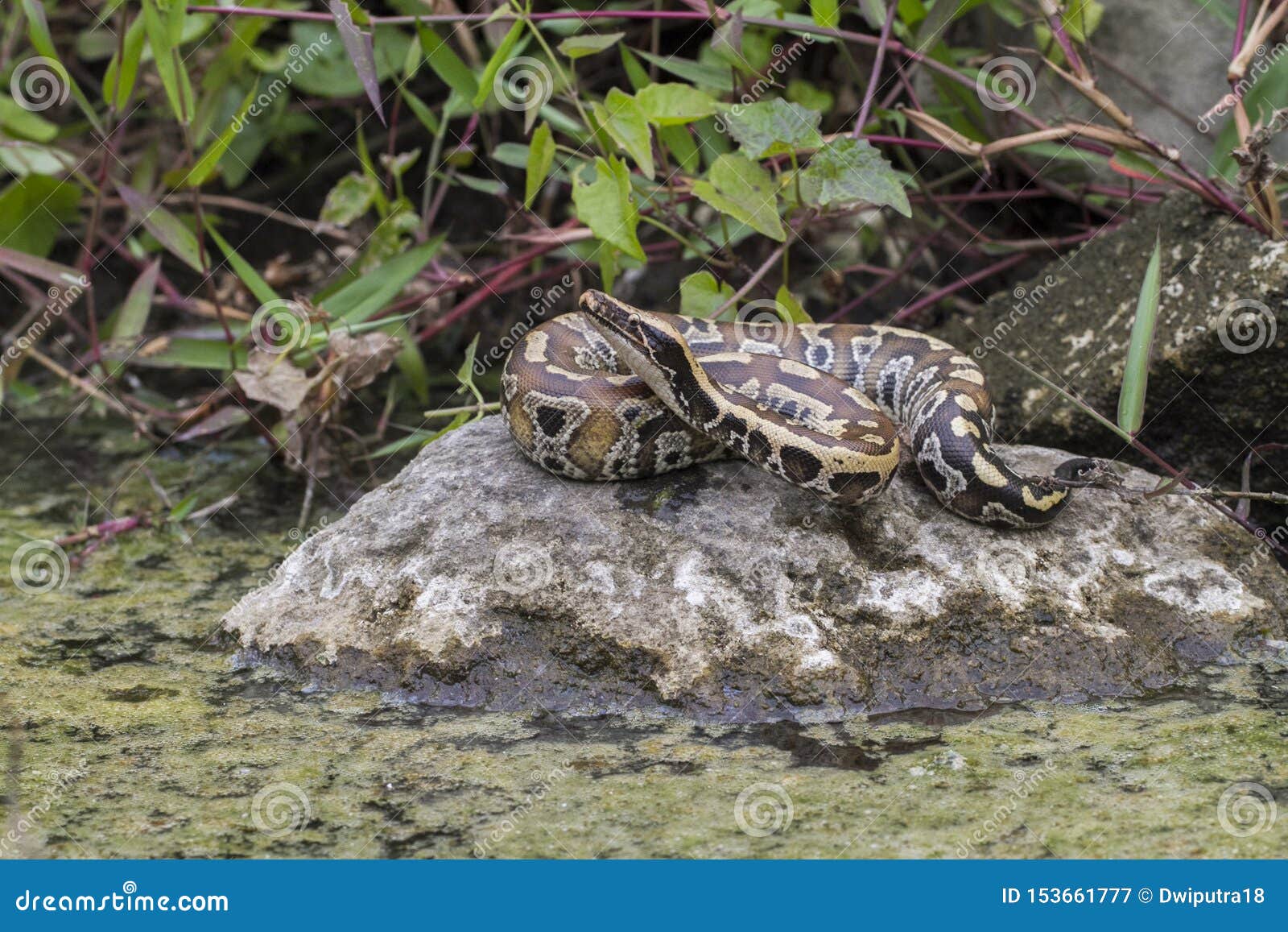 Sumatran Red Blood Python Python Curtis Curtis Stock Image - Image of ...