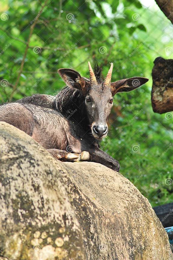 Sumatran Serow stock photo. Image of mammal, goat, chamois - 14382084