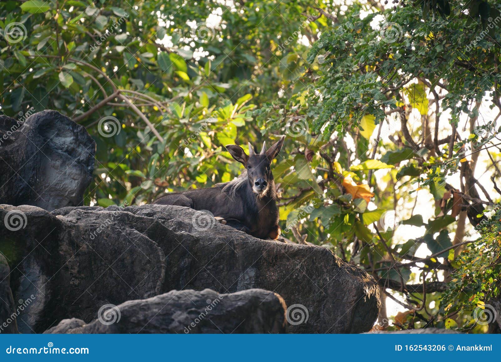 Sumatran Serow Stock Photo | CartoonDealer.com #14382084