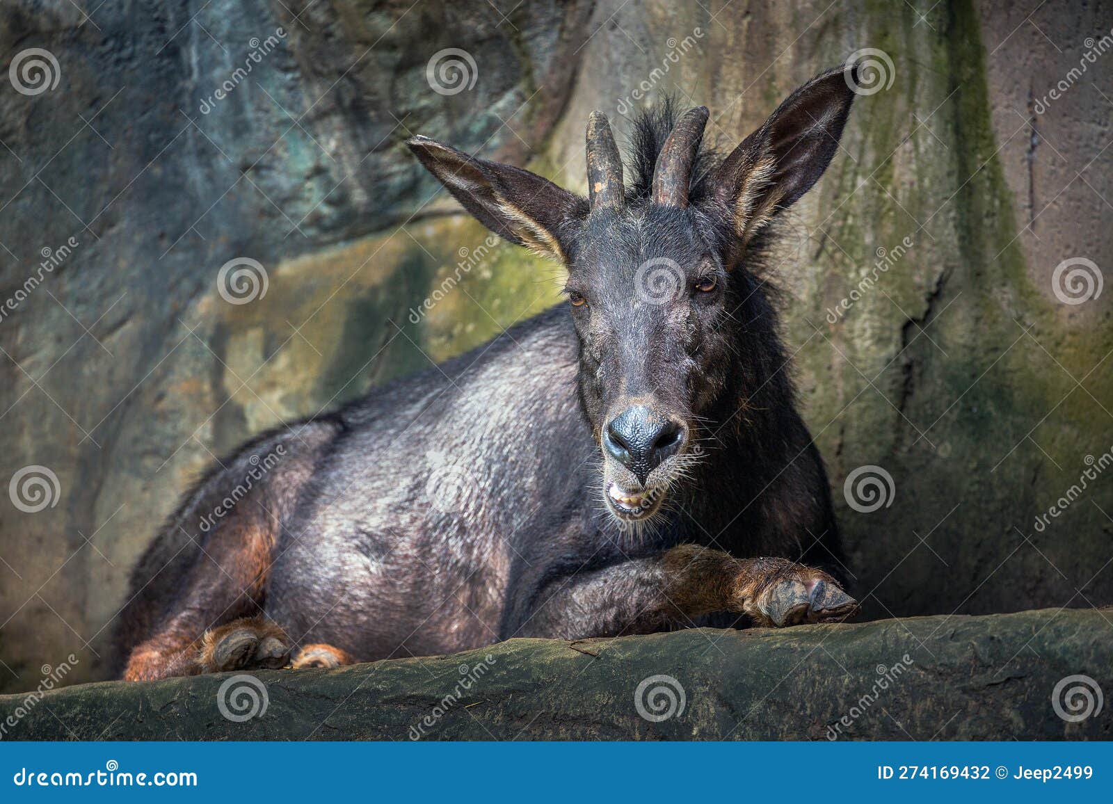 The Chamois is Resting on a Stone Shed. Stock Photo - Image of black ...