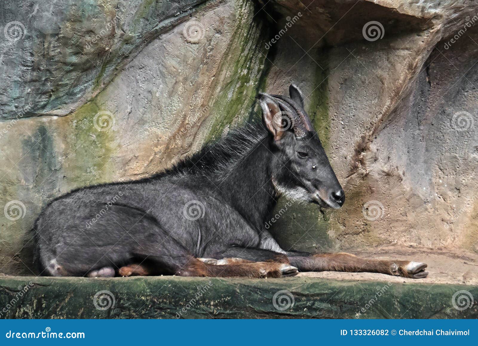 Sumatran Serow Stock Photo | CartoonDealer.com #14382084