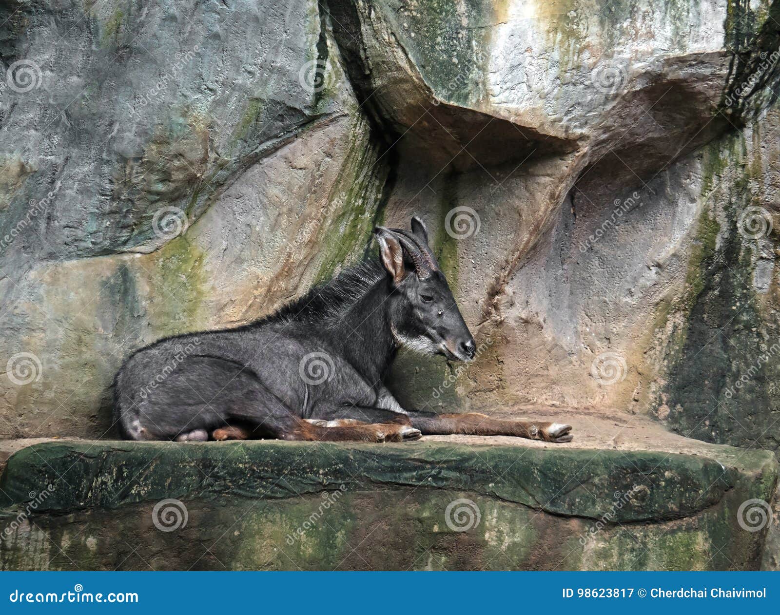 Sumatran Serow or Southern Serow Lie Down on Cliff Stock Image - Image ...