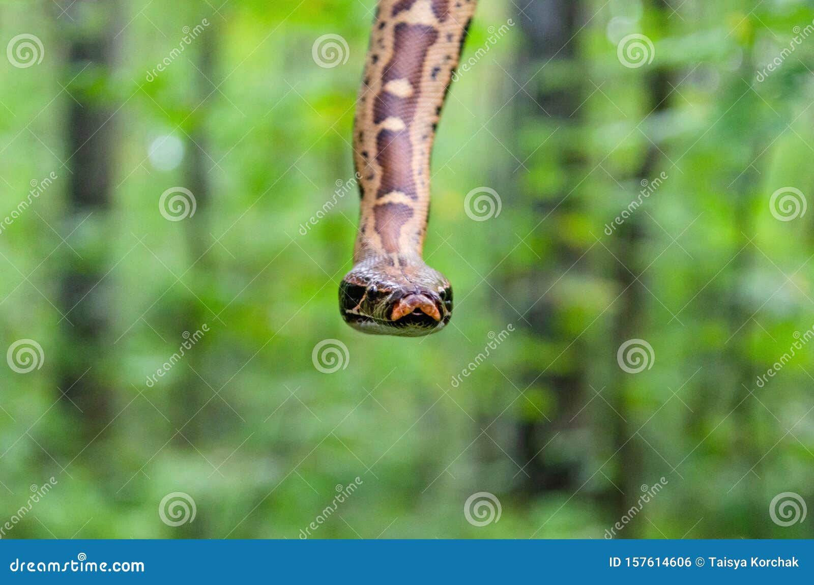 Sumatran Short-tailed Python Python Curtus is Creeping. the Snake is ...