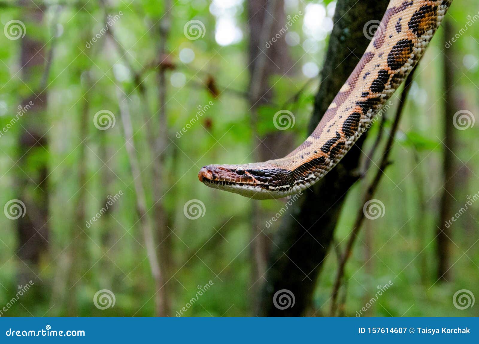 Sumatran Short-tailed Python Python Curtus is Creeping. the Snake is ...