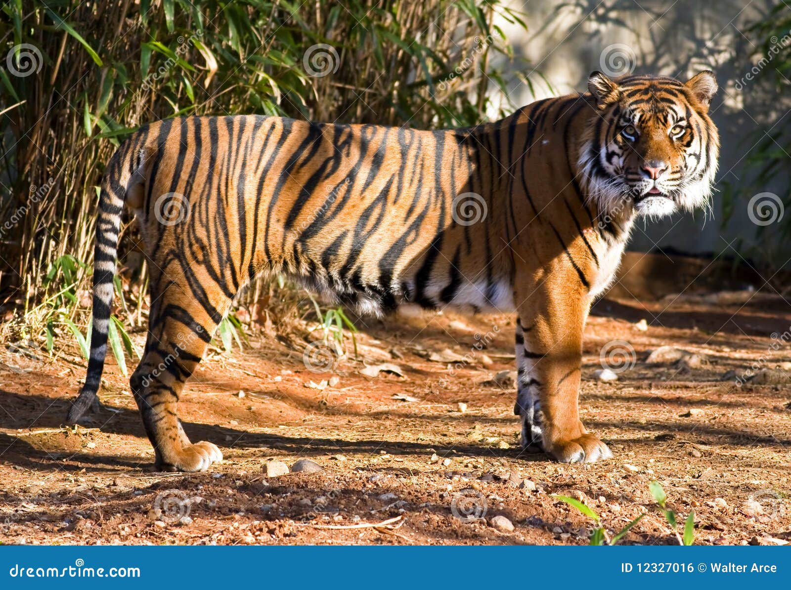 Sumatran Tiger Panthera Tigris Sondaica Walks Along Concrete Barrier At ...