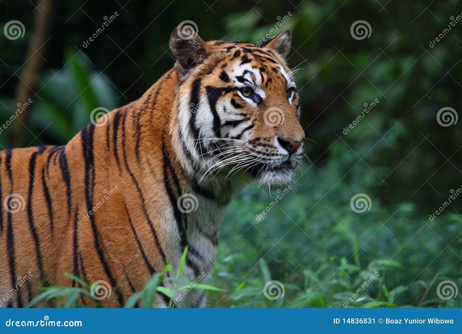 Sumatran Tiger stock image. Image of wild, mammal, sumatra - 14836831