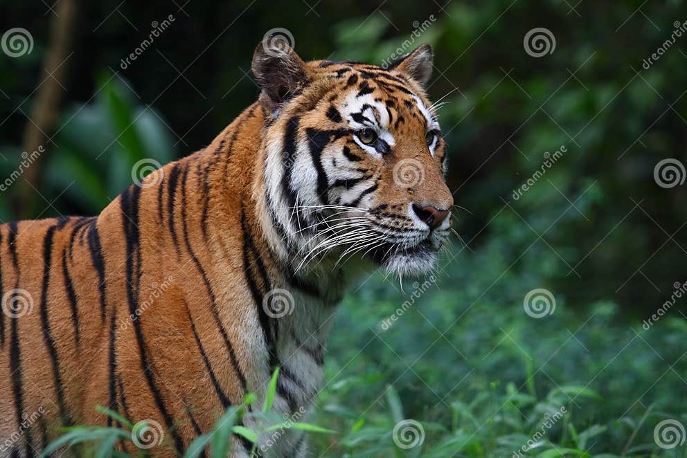 Sumatran Tiger stock image. Image of wild, mammal, sumatra - 14836831
