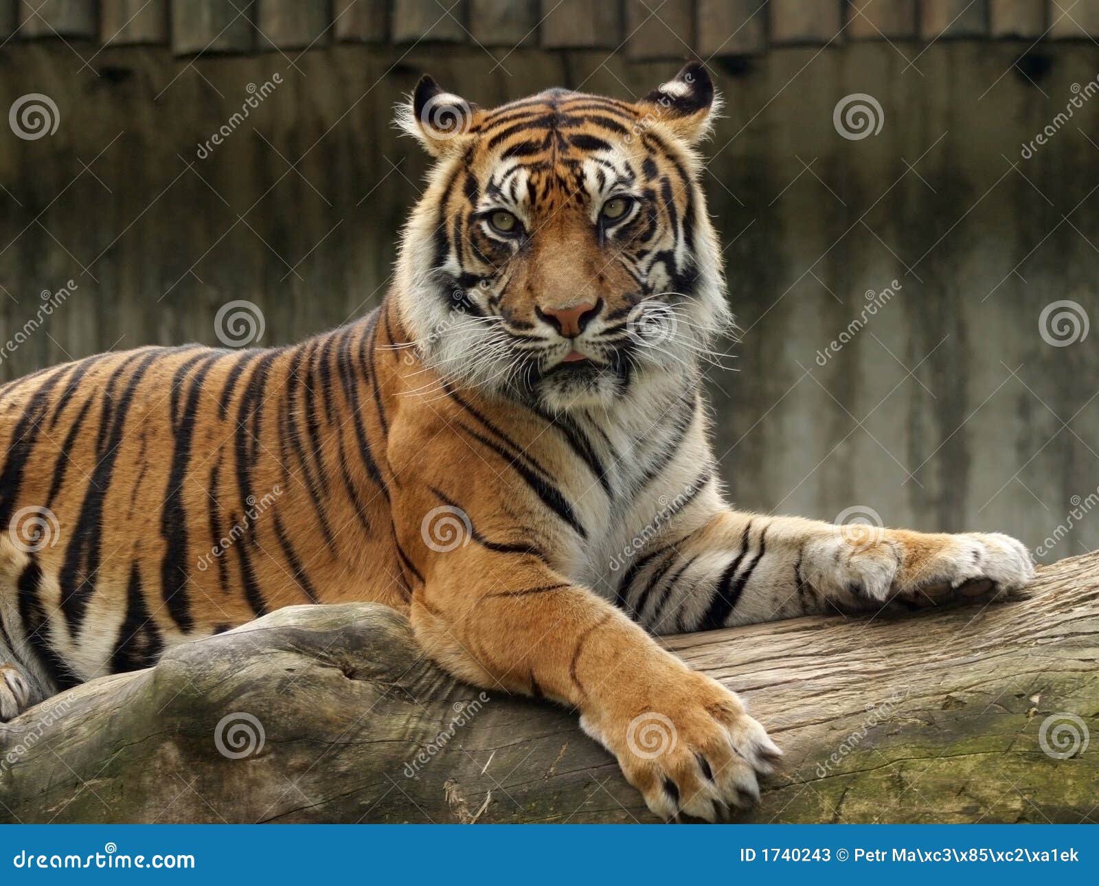 Sumatran Tiger stock image. Image of predator, sumatran - 1740243