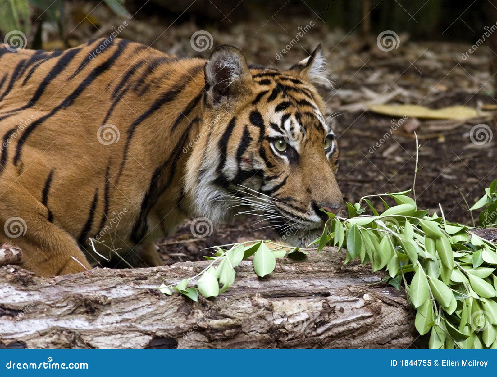 Sumatran Tiger stock image. Image of endangered, sumatran - 1844755