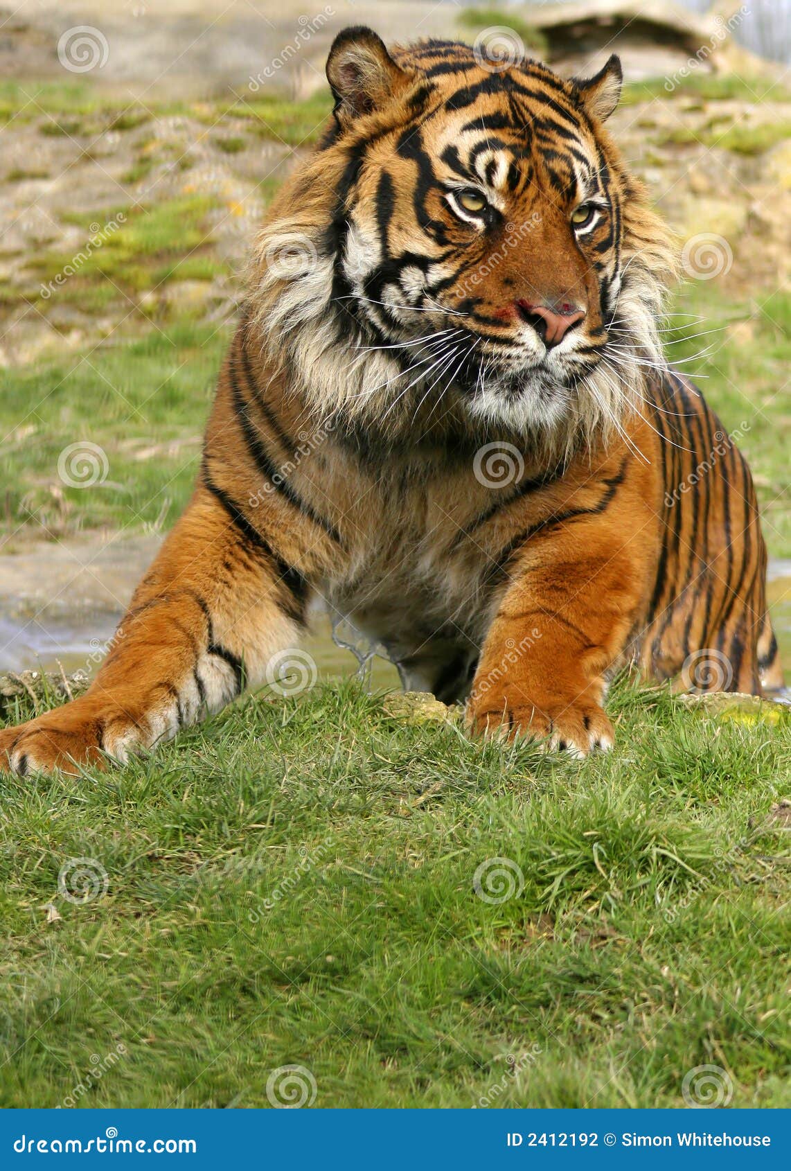 Sumatran Tiger stock photo. Image of conservation, beauty - 2412192