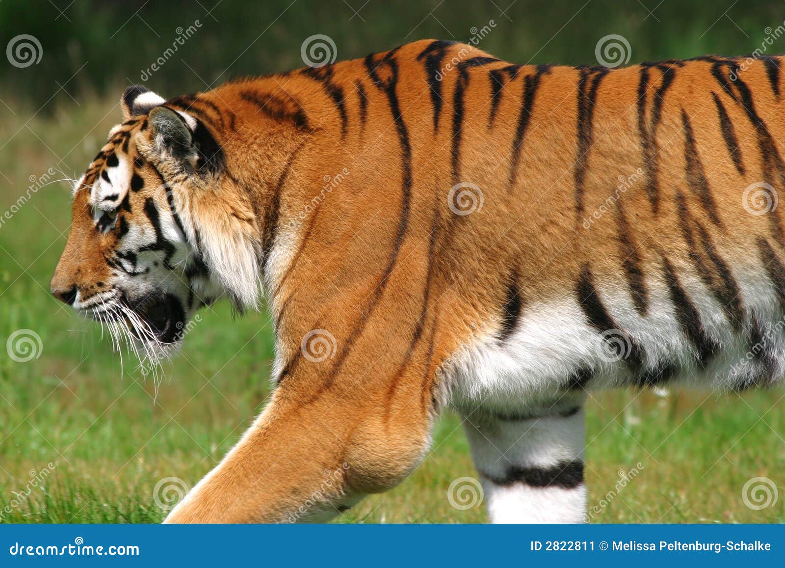 Sumatran tiger stock image. Image of animal, wildlife - 2822811