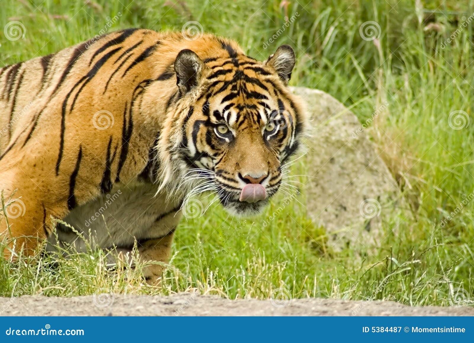 Sumatran Tiger Picture. Image: 5384487