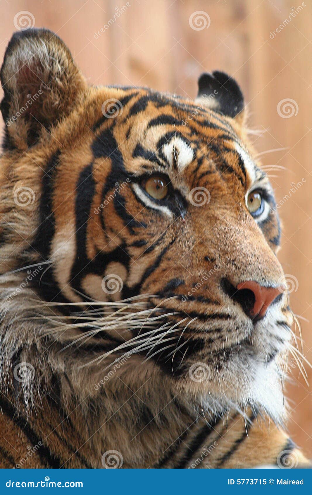 Sumatran tiger stock image. Image of feline, colourful - 5773715