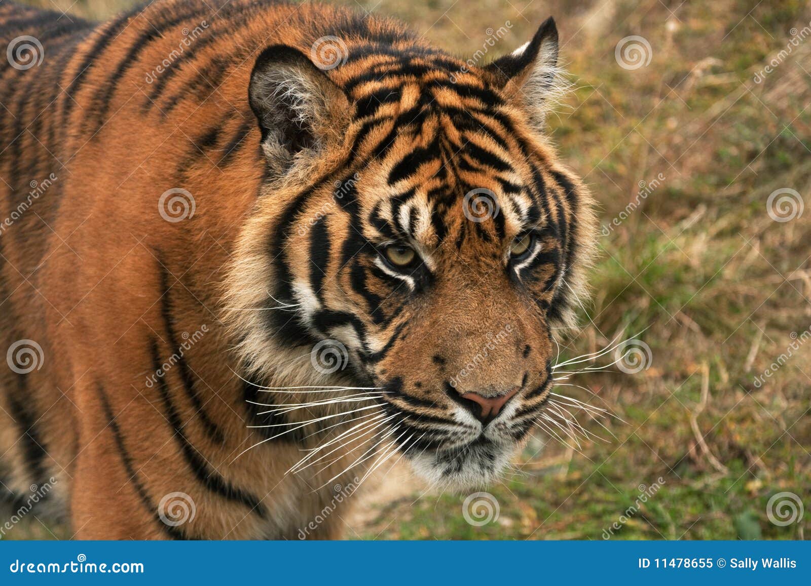 Sumatran Tiger Approaching the Camera Stock Image - Image of eyes ...